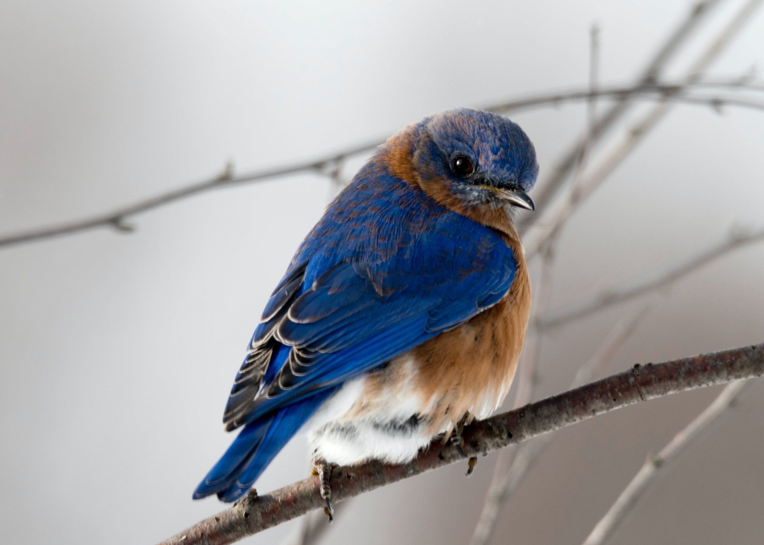 A Parent’s Guide to the “Birds and the Bees” - Chelom Leavitt